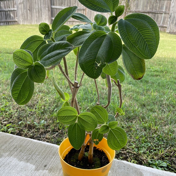 TIBOUCHINA SILVER LEAF Princess Flower Rare Unique Tropical Plant ...