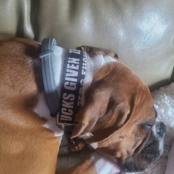 Asshole Dog Collar, Black Collar, Joke Collar, Profanity Collar, Swear ...