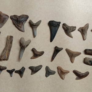 Museum Quality Fossil Shark Teeth Set of 4 Fossil Hemipristis Shark ...