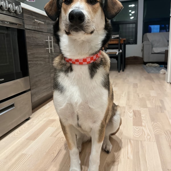 Pink and Orange Checker Dog Collar With Metal Buckle, Gingham, Plaid ...