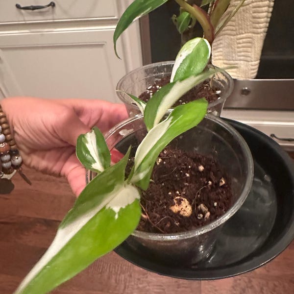 Rare Manjula Potho/mutant Manjula/hybrid Manjula High Viraigation ...