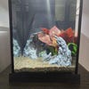 75+ Gallon Aquascape Decor SOUL CANYON Aquarium Dragon Rocks Nature for ...