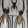 Spider. Cyclocosmia Ricketti. Real Specimen. Insect Specimen. Real ...