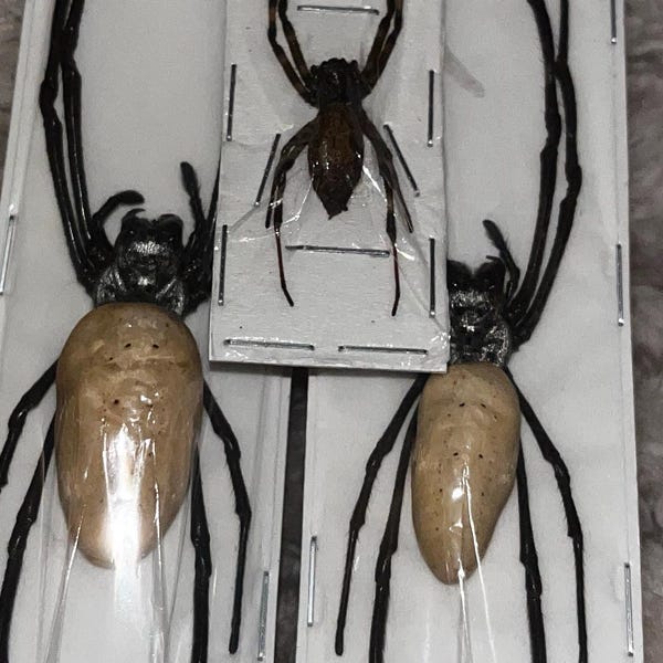 Skull. Chinese Water Deer. Skull. Real Skull. Bones. Insectsofbeauty ...