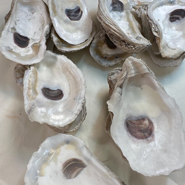 Small White Oyster Shell Magnolia Flower With Faux Pearl Center ...