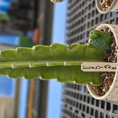 Pachycereus Pecten-aboriginum Indian Comb Cactus - Etsy