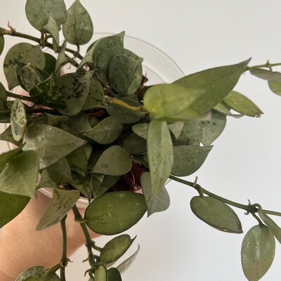 Philodendron Moonlight : Indoor Plants Easy Care Houseplant Starter ...