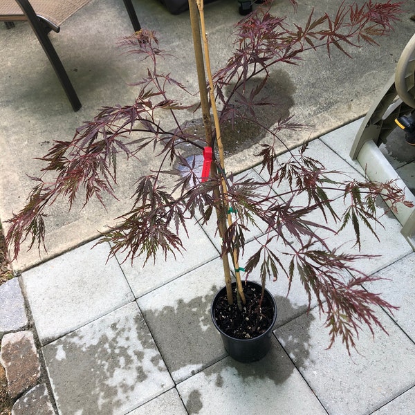 Red Dragon Weeping Japanese Maple - Live Plant - ( 2.5 QT ) - Etsy