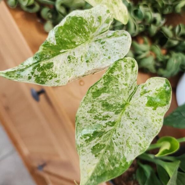 Monstera Adansonii Neon Madonna Swiss Cheese 4" Live Plant Pot Rare ...