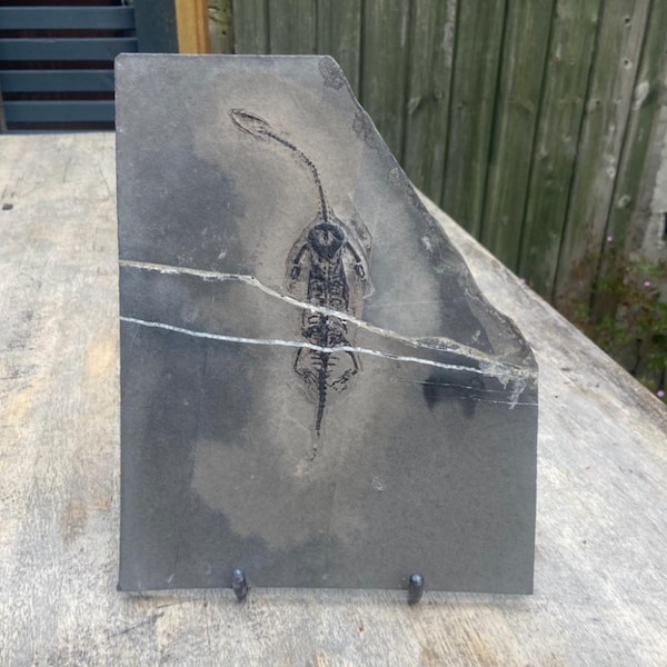 Small Fossil Shark Teeth - Bag of 35+ Small Complete Fossil Shark Teeth ...