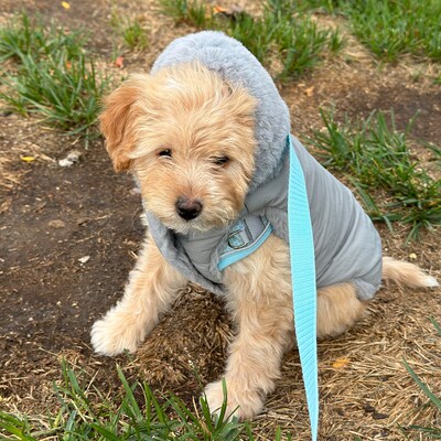 Lovely T-shirt Dog Shirt Tops Dog Clothes for Dog, Puppy Dog Clothing ...