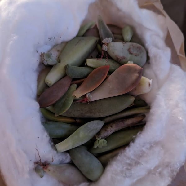 Succulent Leaf Starters | Propagation - Etsy