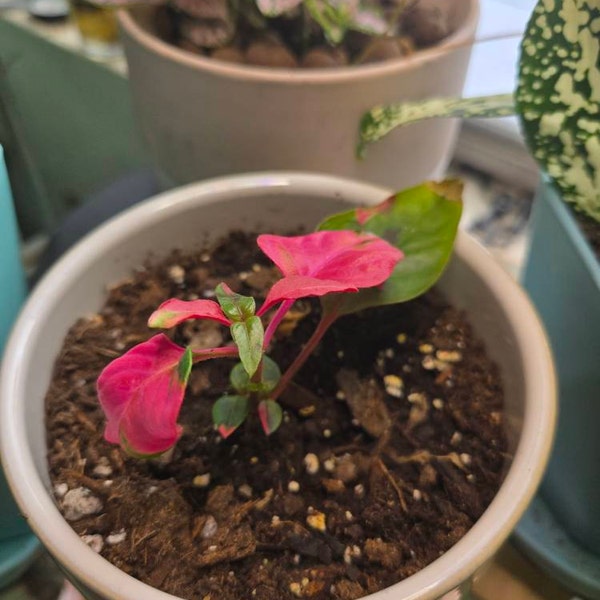 Philodendron El Choco Red Starter Plant ALL STARTER PLANTS Require You ...