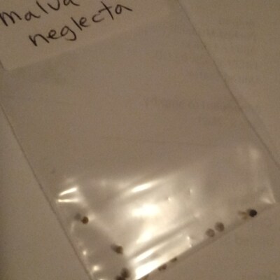 Oenothera Fruticosa Golden Sundrops Primrose Yellow Perennial 20 Seeds ...