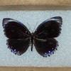 Crenis Pechueli One Real Butterfly Orange Blue Africa - Etsy