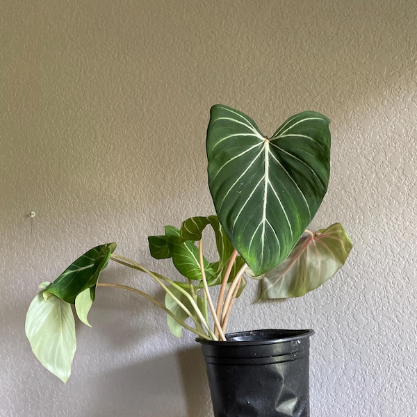 Philodendron Gloriosum Dark Form SMALL SIZE Growers Choice Free ...