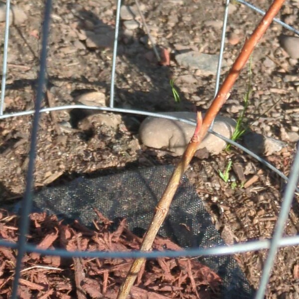 10 White Mulberry Cuttings Morus Alba. Male Tree. Animal Fodder ...