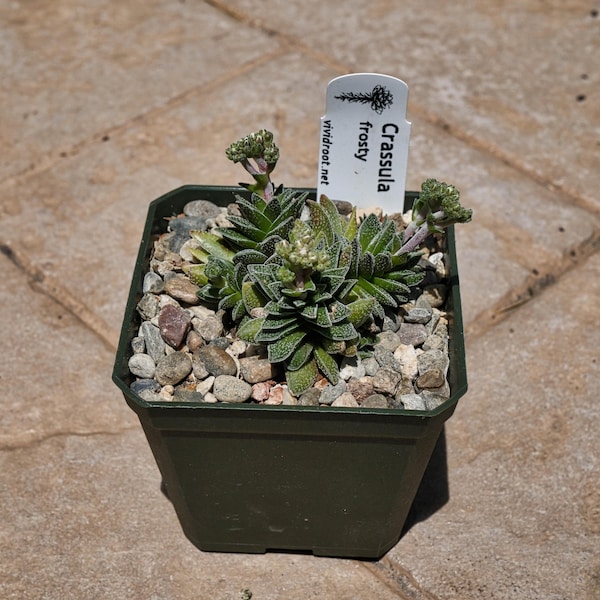 Echeveria 'onslow' Rare Succulent Fully Rooted - Etsy Echeveria 'onslow' Rare Succulent Fully Rooted - Etsy