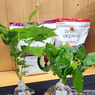 Glencoe Thornless Raspberry Starter Plant - Etsy