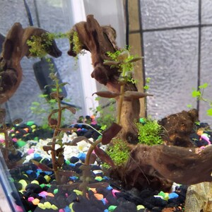 Samolus Parviflorus Red Rare Live Aquarium Plants | Etsy