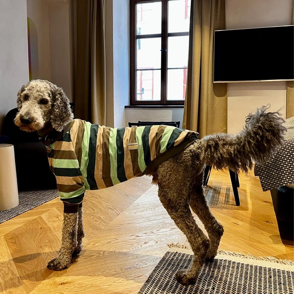 GreyhoundWardrobe - Etsy