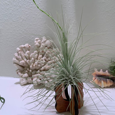 Fossil Planter Rustic Ceramic Plant Pot Succulent Air - Etsy