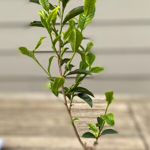 Camellia Sinensis live Tea Plant Propagated From Plants at - Etsy