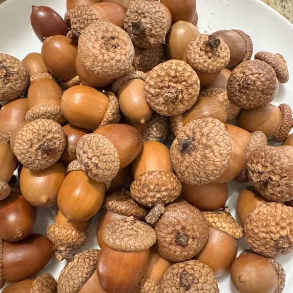 2025 Germinated Utah Red Oak Acorn Sprouted Sets for Growing Northern ...