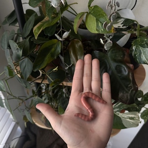 Earthworm Pot Pal Plant Pot Accessory - Etsy