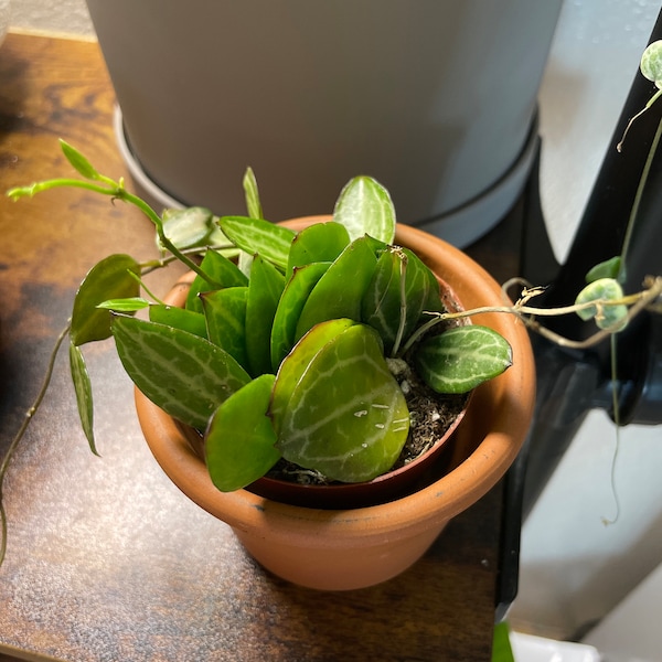 Dischidia Ovata Watermelon, String Plant in 3" Pot - Etsy