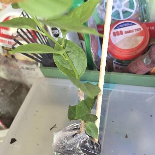 Athens Blue Princess Glory Bush Plant~~tibouchina Urvilleana~small ...