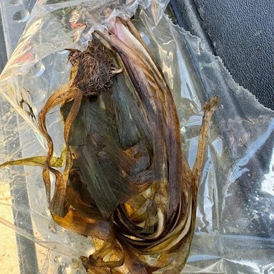 BUY2GET1FREE Dwarf Hair Grass Live Aquarium Pond Plant - Etsy