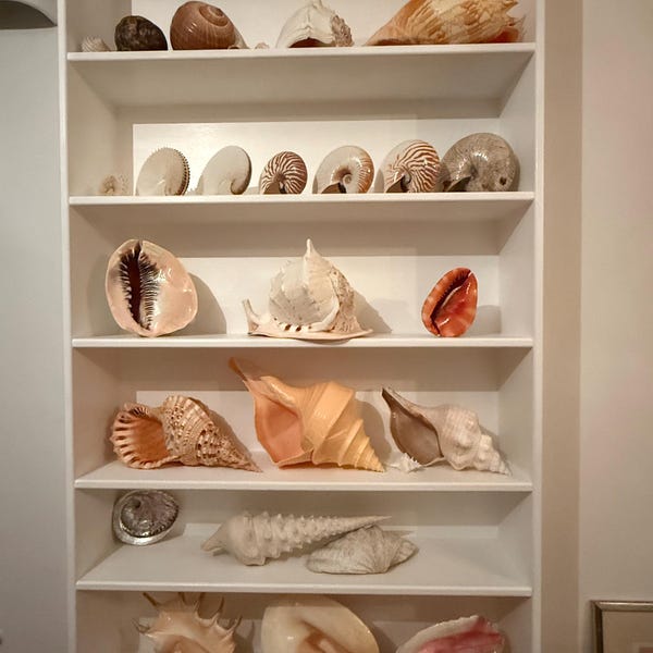 Set of 6 Calliostoma Jujubinum JUJUBE Top Shell, Seashell JB - Etsy