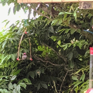 Copper Hummingbird Swing or Hummingbird Perch W/hook, Bird Perch, Red ...