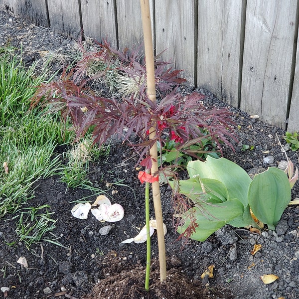Red Dragon Weeping Japanese Maple - Live Plant - ( 2.5 QT ) - Etsy