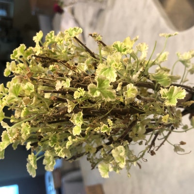 Variegated Scented Geranium Topiary 6 Pot Braids and Twists - Etsy
