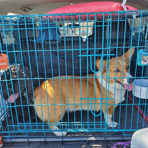 Alabama Roll Tide Sandstone Car Coasters - Set of 2 - Etsy