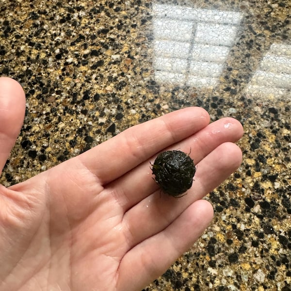 Large Java Moss Ball for Terrarium Planted Tank Live Aquarium ...