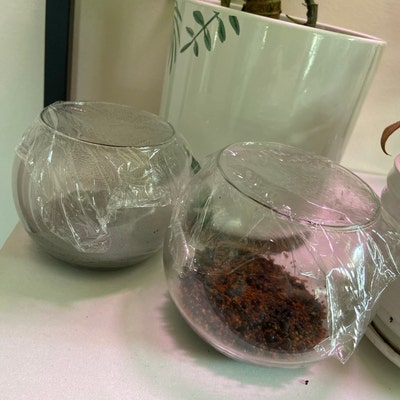 Water Terrarium Kit, Water Garden, Birthday Gift for Nature Lovers ...