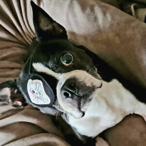 Custom Eye Patch for Dogs or Cats 100 % Cotton/ No Felt - Etsy