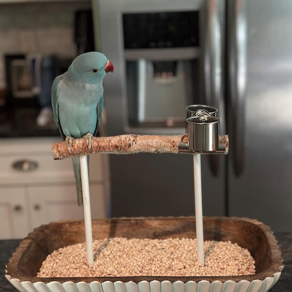 Small Whitewashed Parrot Stand Modern Parrot Stand Portable Parrot ...