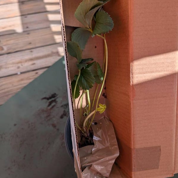 Oxygen/ Acetylene or Propane Jewelers' Mini Torch W/five Tips: Fits ...