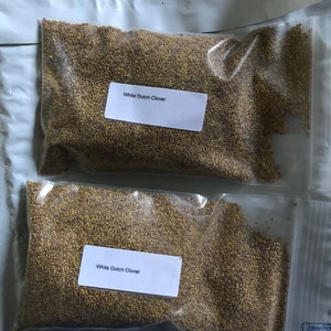 1 Ounce 10000 Seeds Indian Ricegrass Rice Grass Ornamental - Etsy