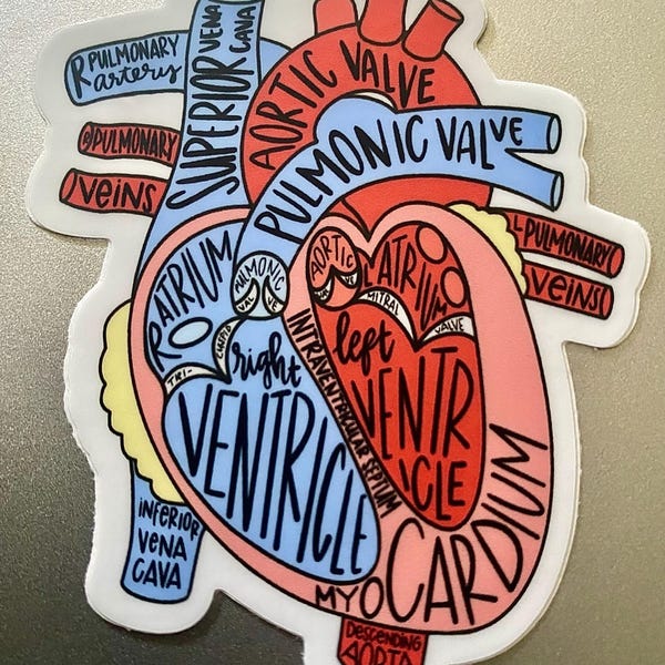 Anatomical Heart Sticker, Heart Anatomy Sticker, Laptop Sticker ...
