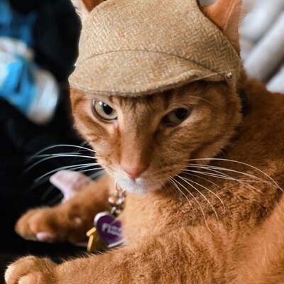 Ready to Ship. Classic Cat Hat. Cap for Cats and Kittens. Yellow ...