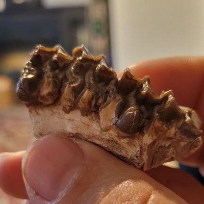 Bumble Bee jasper Slab Extremophile/thermophile - Etsy