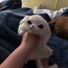 Baby Falkor, Baby Dragon, Falkor, Art Doll - Etsy