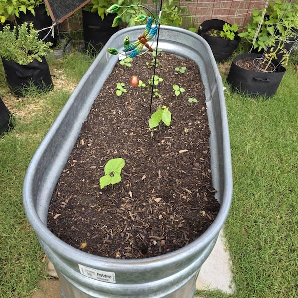 10 Heirloom Japanese Black Futsu Squash Seeds - Unique ! Fall ! Asian ...