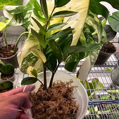 Philodendron Cordatum Lemon Lime Lush Lemon Lime Philodendron Philo ...