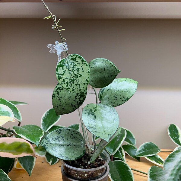 Epipremnum Cebu Blue Ghost Variegated Fresh Cut - Etsy Canada